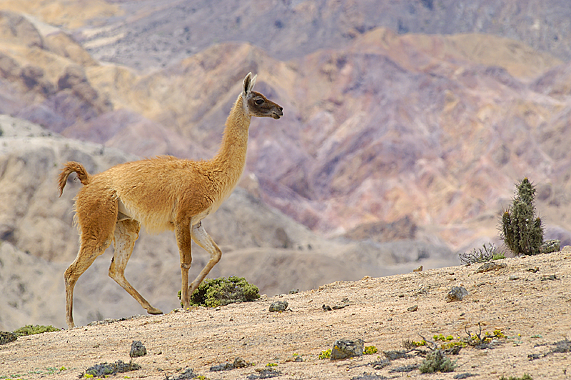 Parque Nacional Pan de Azúcar - Belleza y Alma