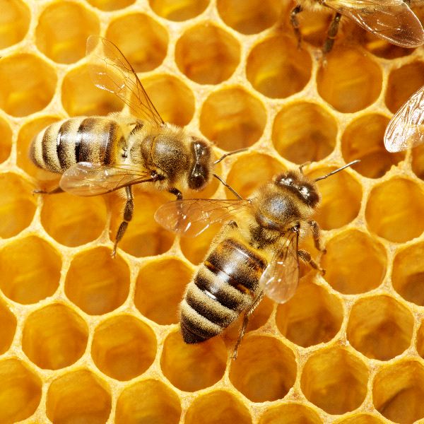 Uso terapéutico del veneno de abejas - Belleza y Alma