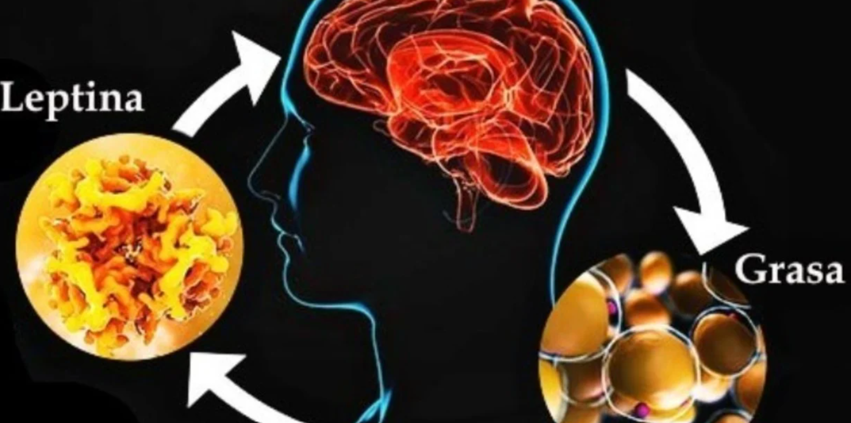 Activa la leptina, la hormona para bajar de peso - Belleza y Alma